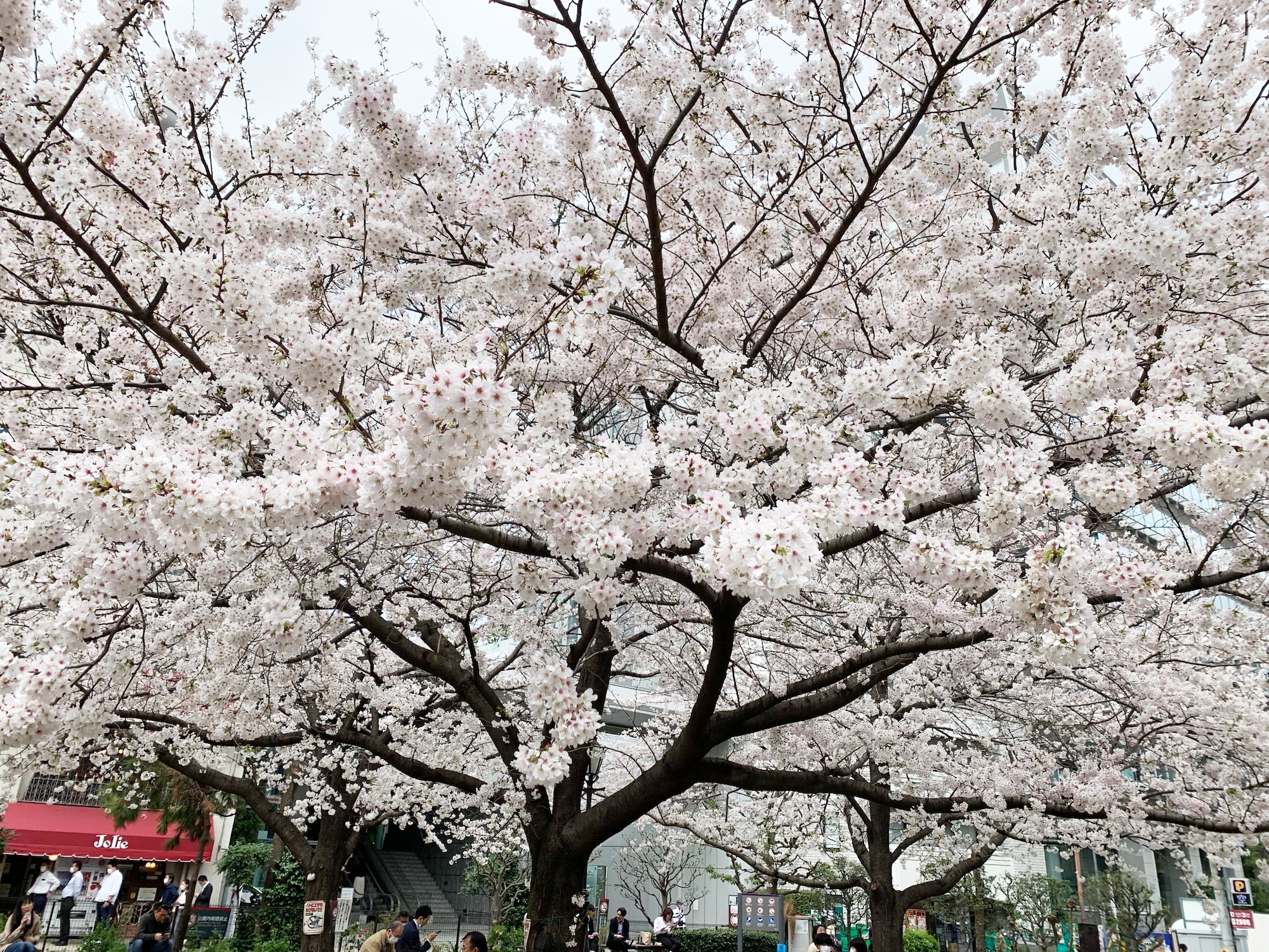 ソロ花見の魅力——すでに3割の人が「一人で気ままに」楽しんでいる | DANRO